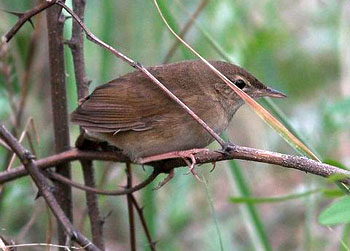 苇莺亚科 Acrocephalinae 蓝色动物学（中国动物学科普）